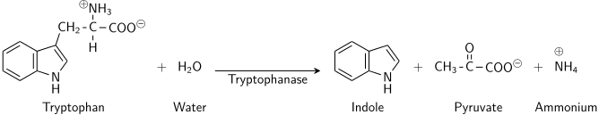 IMViC test procedure, Purpose, Result, and Organism List. - Biology ...
