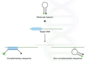 Hybridization Probes - definition, uses, Preparation, Types. - Biology ...