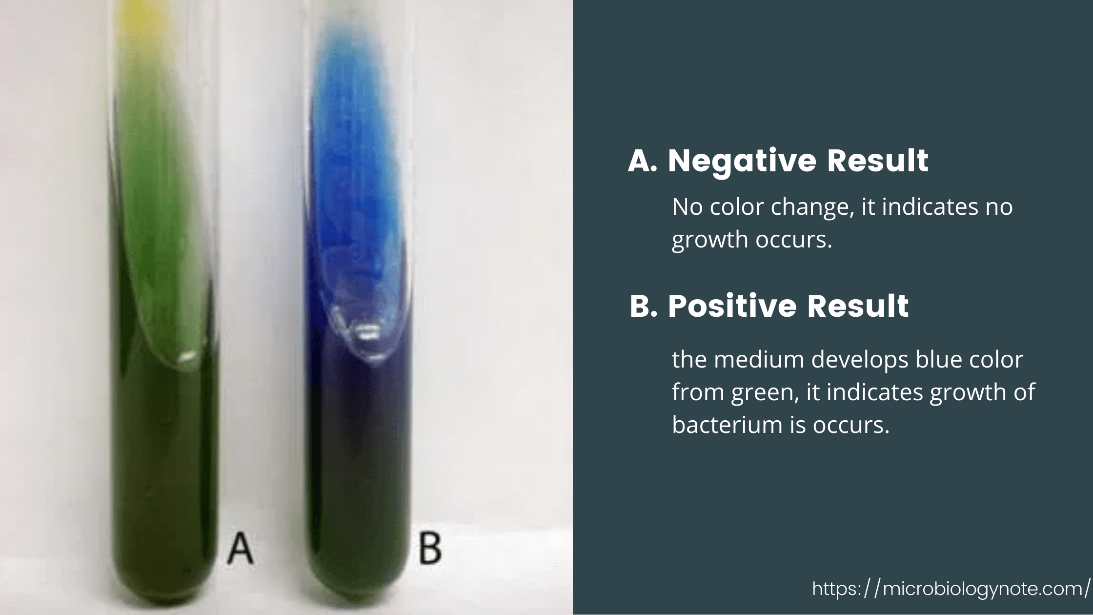 Citrate Test Transparent Blue Sodium Citrate Vacuum Blood Collection