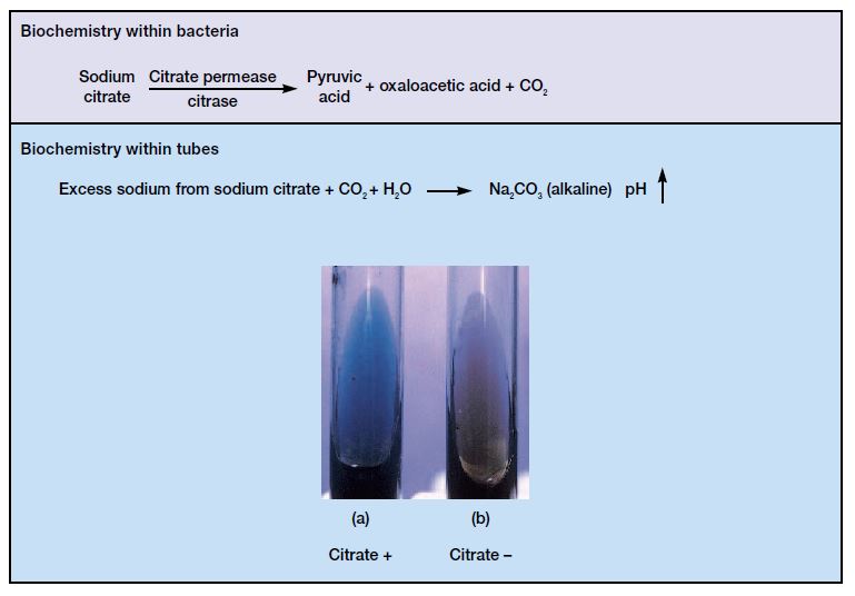 Citrate Test Transparent Blue Sodium Citrate Vacuum Blood Collection