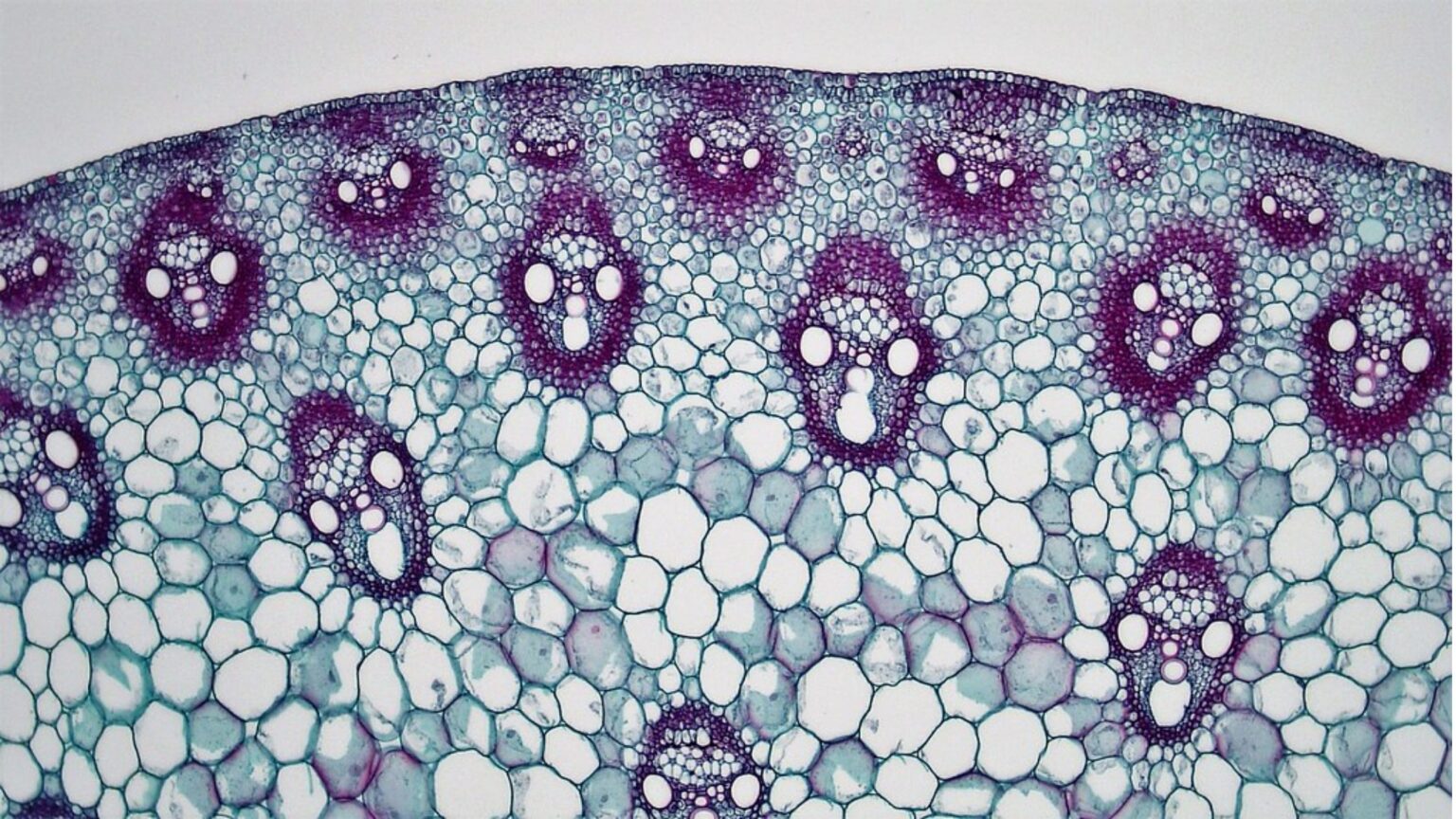 Light Microscope - Labeled Diagram, Definition, Principle, Types, Parts ...