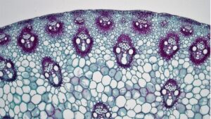 Light Microscope - Labeled Diagram, Definition, Principle, Types, Parts ...