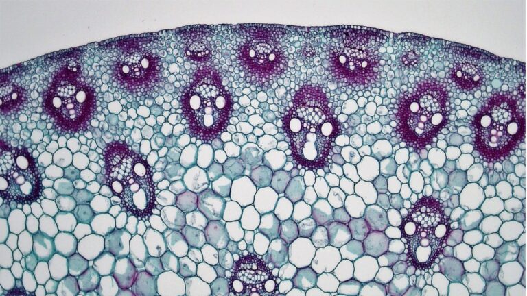 Light Microscope - Labeled Diagram, Definition, Principle, Types, Parts ...
