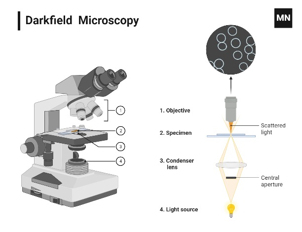 Light Microscope - Labeled Diagram, Definition, Principle, Types, Parts ...