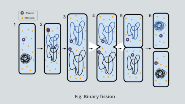 Binary fission - Definition, Types, Steps, Examples - Biology Notes Online