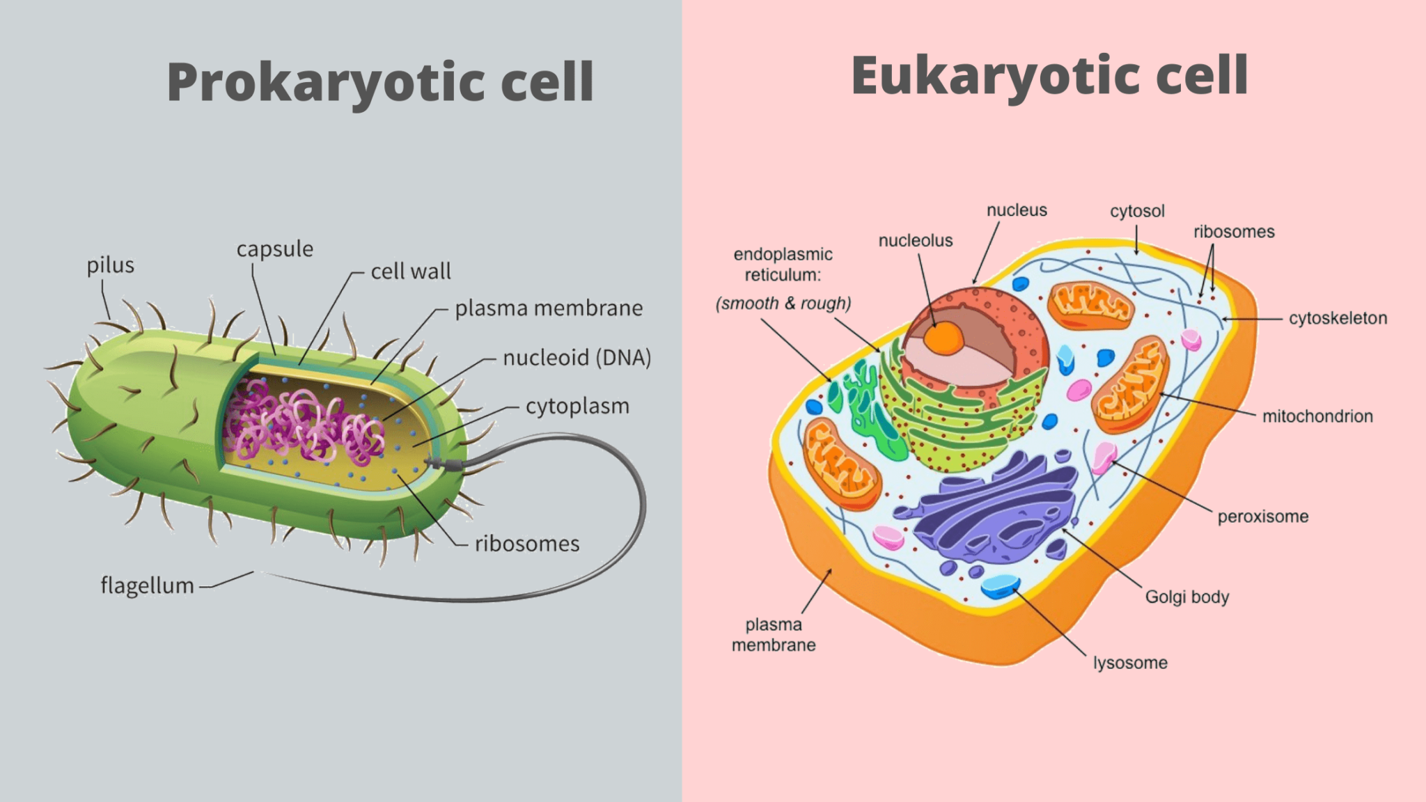 Peripheral Protein - Structure, Examples, Functions - Biology Notes Online