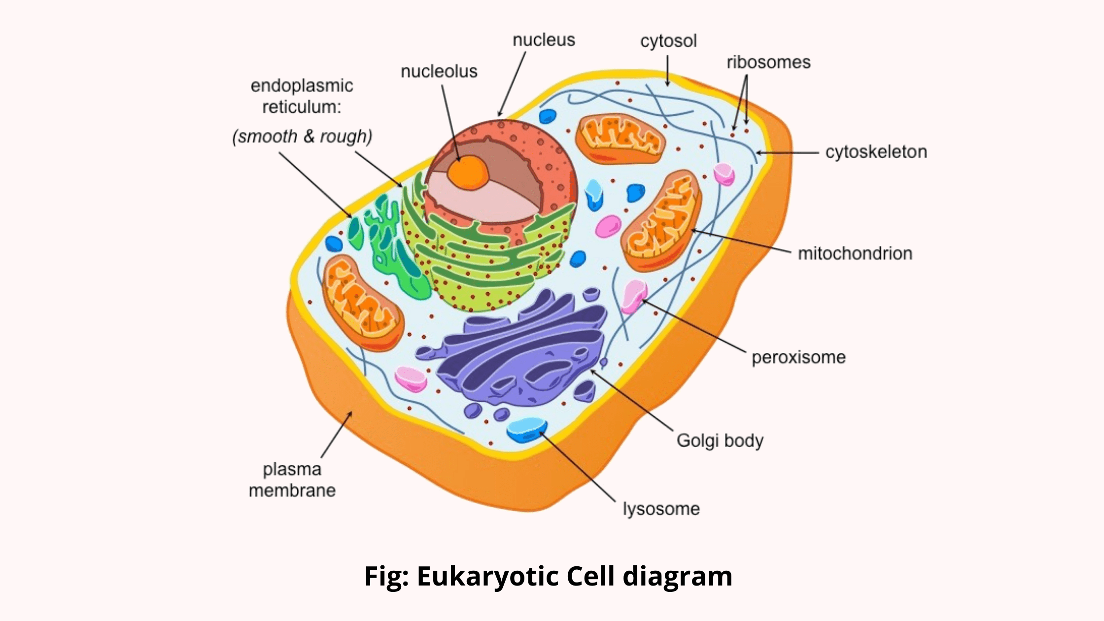 Prokaryotic And Eukaryotic Cell Structure