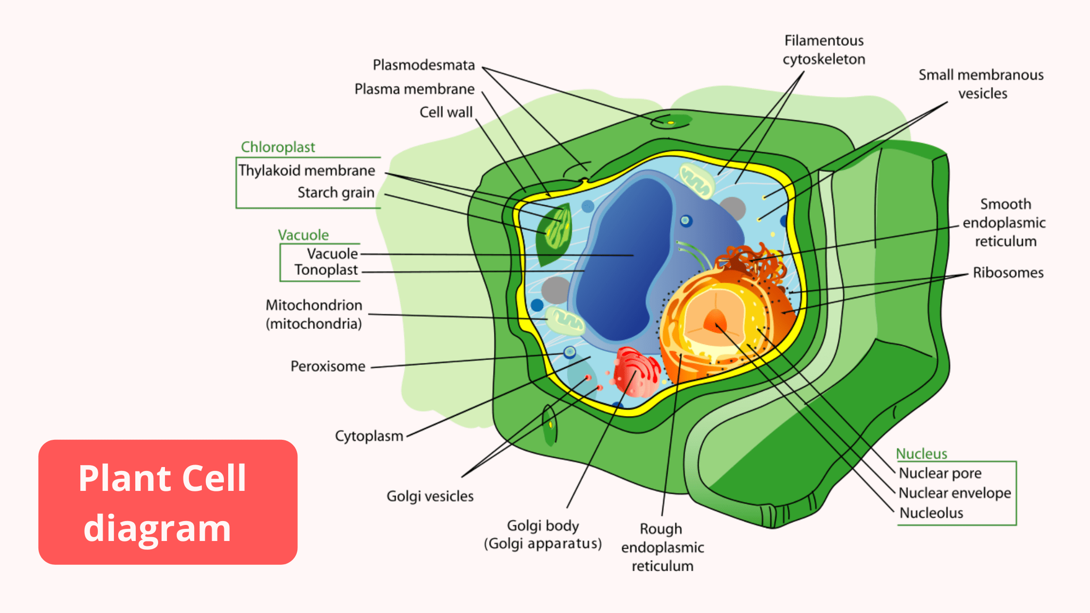 23 Eukaryotic Cells Bioninja Plant Cell Diagram Cell
