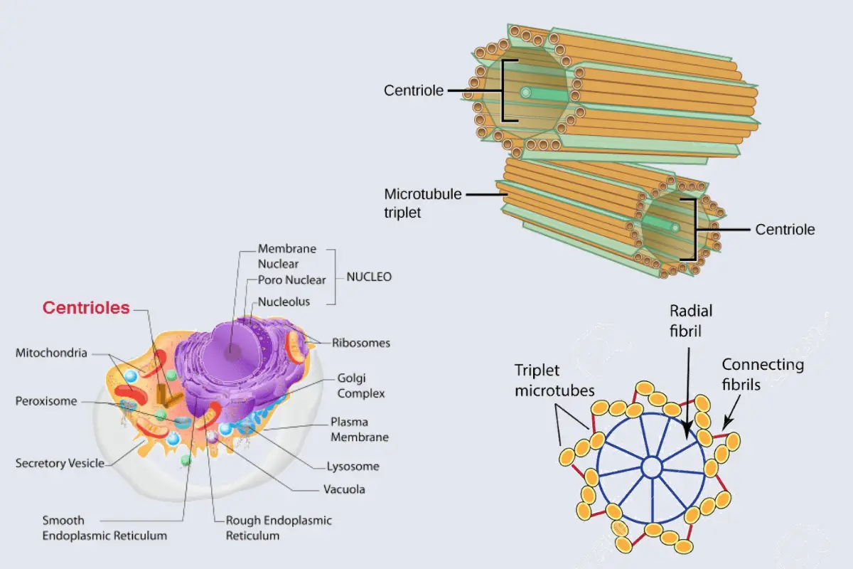 Structure Of Centriole Science Biology Cell Structure