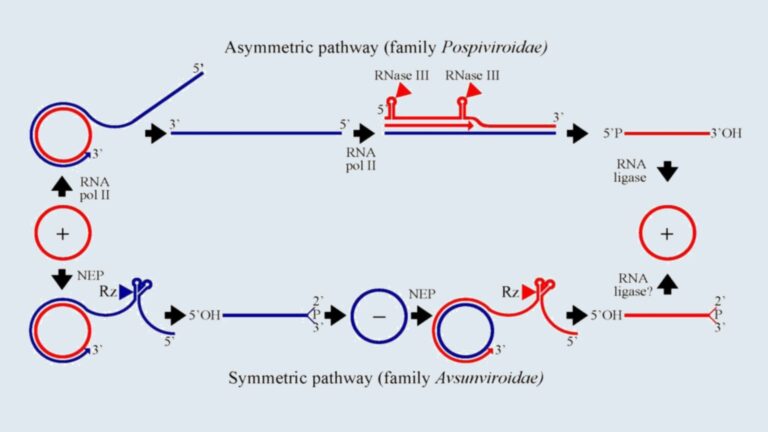 Tobacco mosaic virus (TMV) - Structure, Life cycle, Infection ...