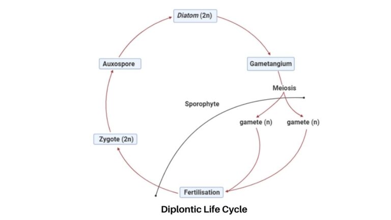 Life cycle of Algae - Haplontic, Diplontic, Diplohaplontic, and ...