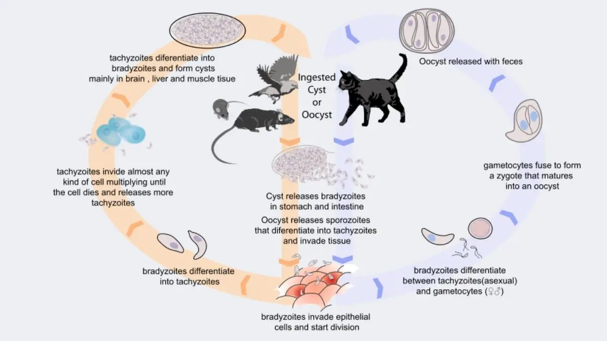 Protozoa Anatomy Classification Life Cycle And Microscopy