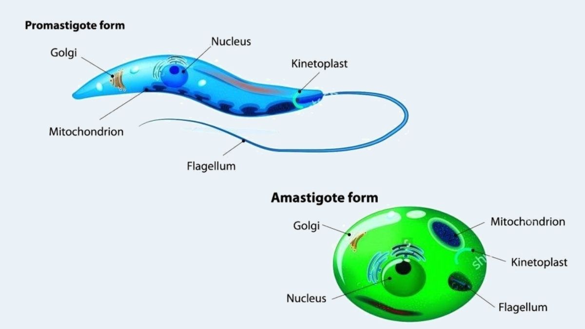 Leishmania donovani - Life cycle, Treatment, Symptoms, Diagnosis ...