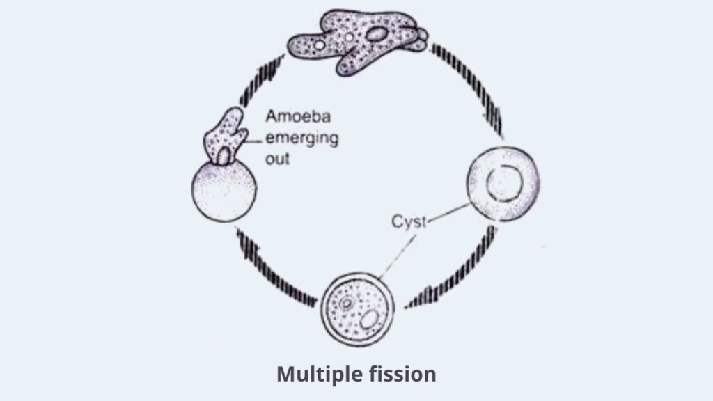 Amoeba Cell - Labeled Structure, Characteristics, Movement, Nutrition ...