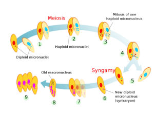 Paramecium Cell Definition, Characteristics, Classification, Movement ...