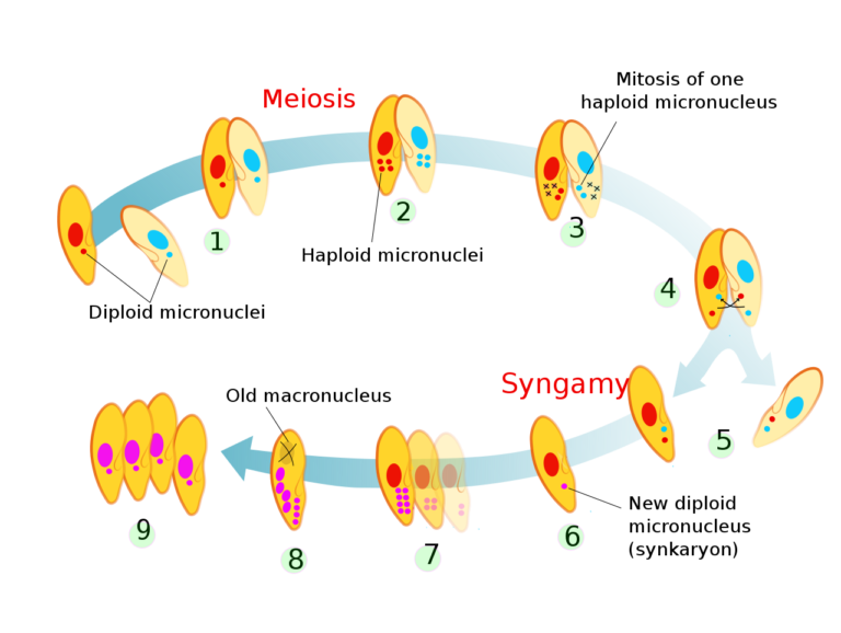 Paramecium Cell Definition, Characteristics, Classification, Movement ...