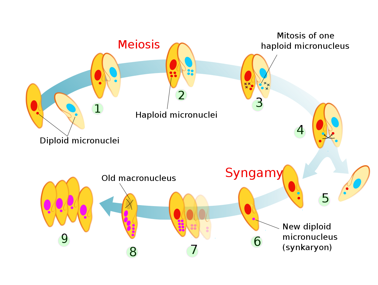 Paramecium Cell Definition, Characteristics, Classification, Movement ... Paramecium Cell Definition, Characteristics, Classification, Movement ...