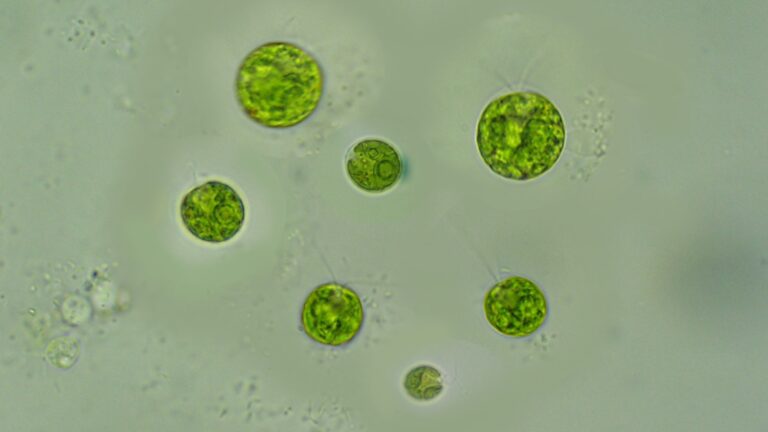 Study of Chlamydomonas and Volvox by using Whole mount - Biology Notes ...