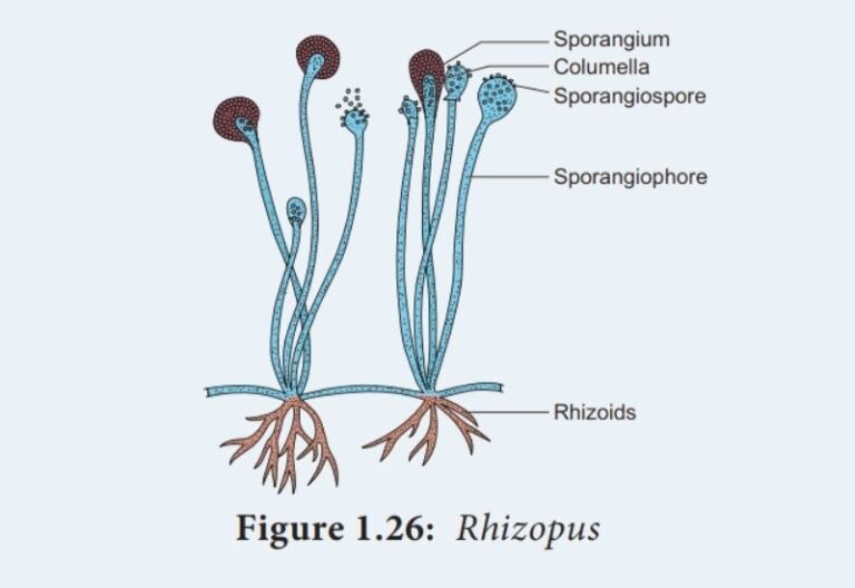 Study of Rhizopus by using Temporary Mount. - Biology Notes Online