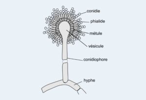 Study of Aspergillus by using Temporary Mount Technique - Biology Notes ...