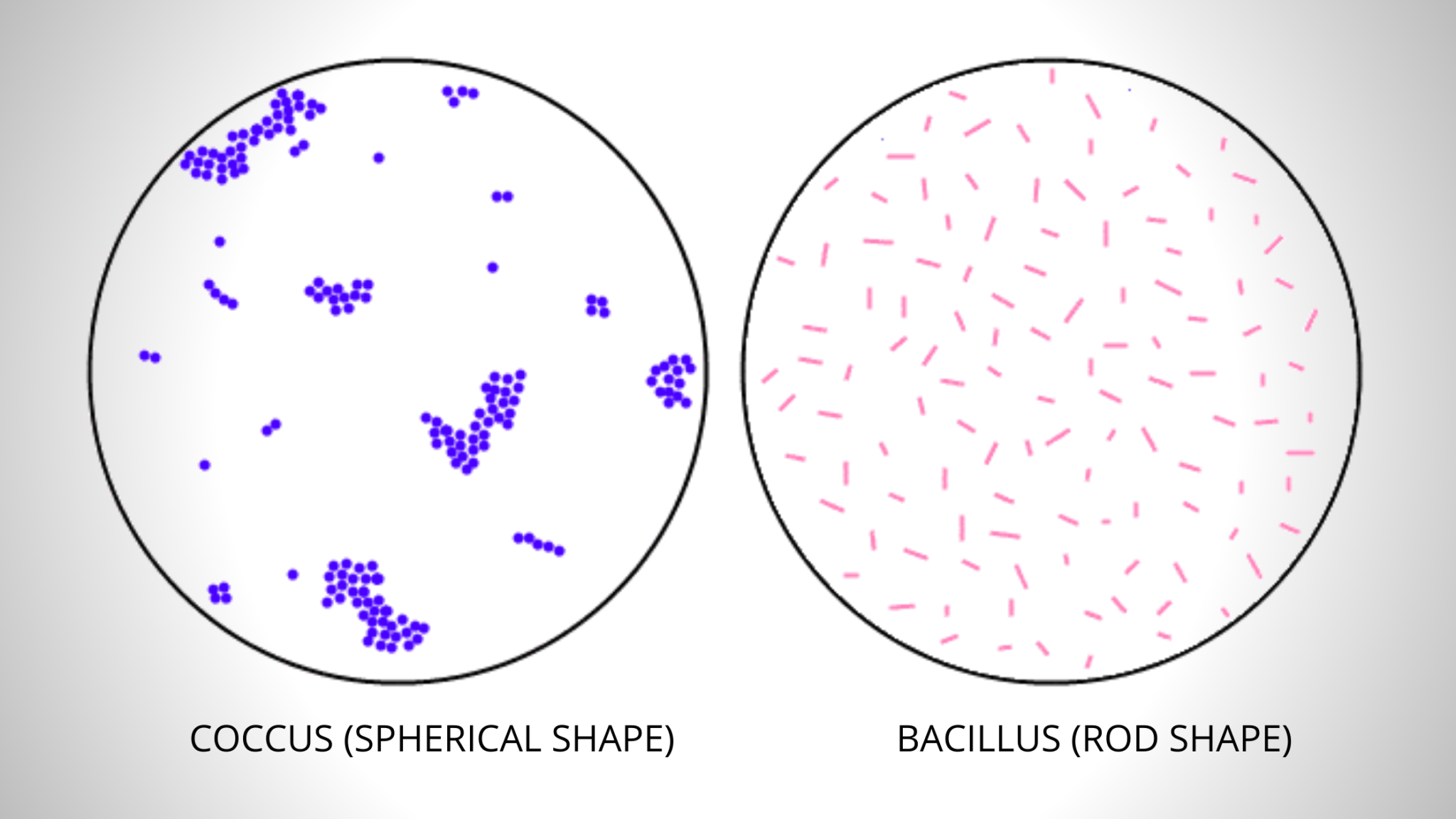 Types of Staining Techniques - Biology Notes Online