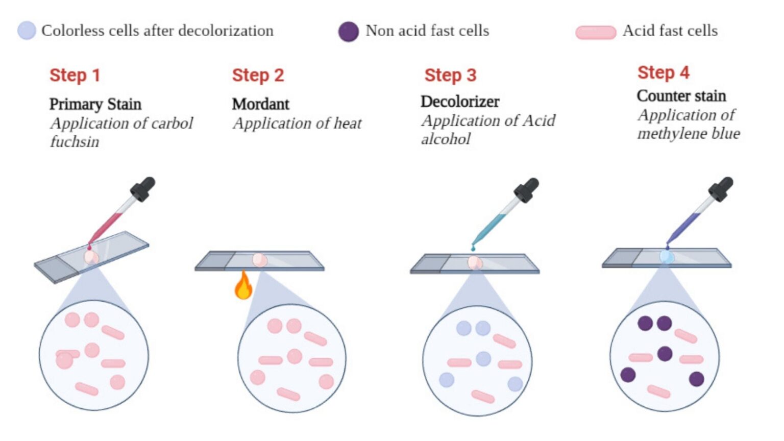 Ziehl-Neelsen Staining (ZN Staining) - Principle and Procedure, Result ...