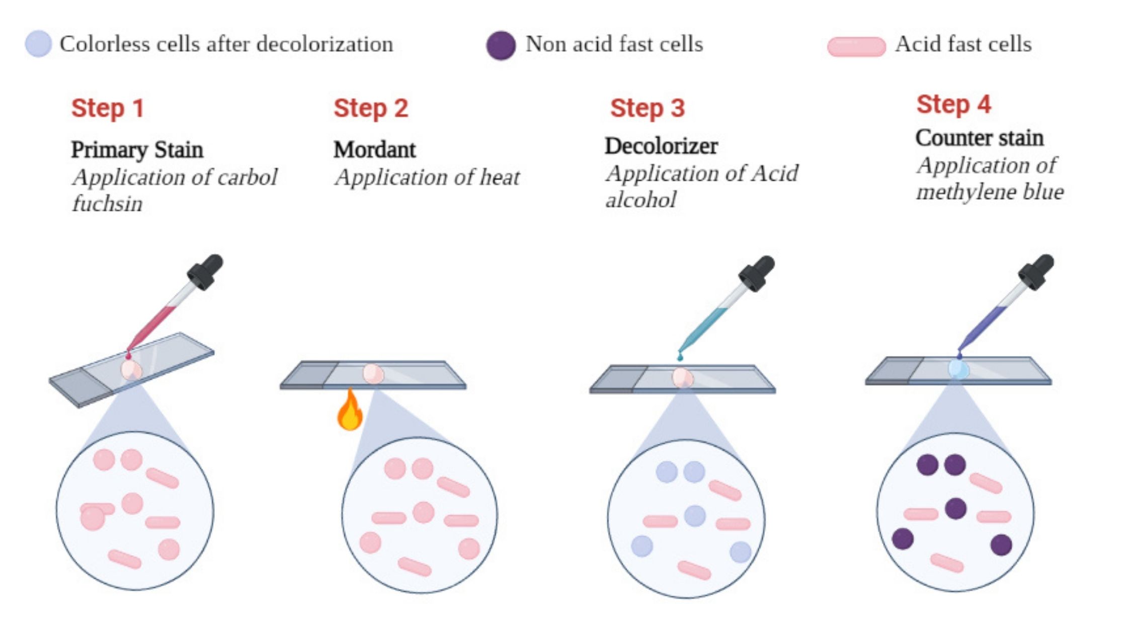 Ziehlneelsen Technique Afb Staining Principle