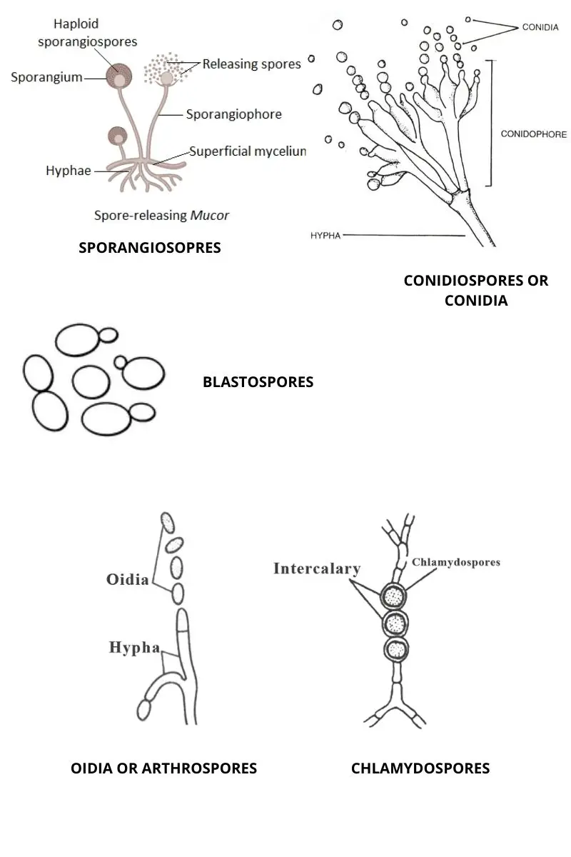 Fungi Asexual Reproduction Fungal Reproduction : Asexual Reproduction