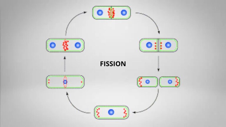 Schizosaccharomyces: Morphology, Reproduction, life cycle - Biology ...