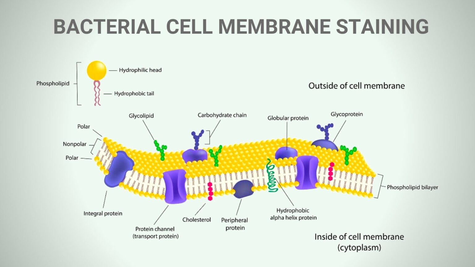 Hematoxylin and Eosin (H&E) Staining - Principle, Procedure, Result ...