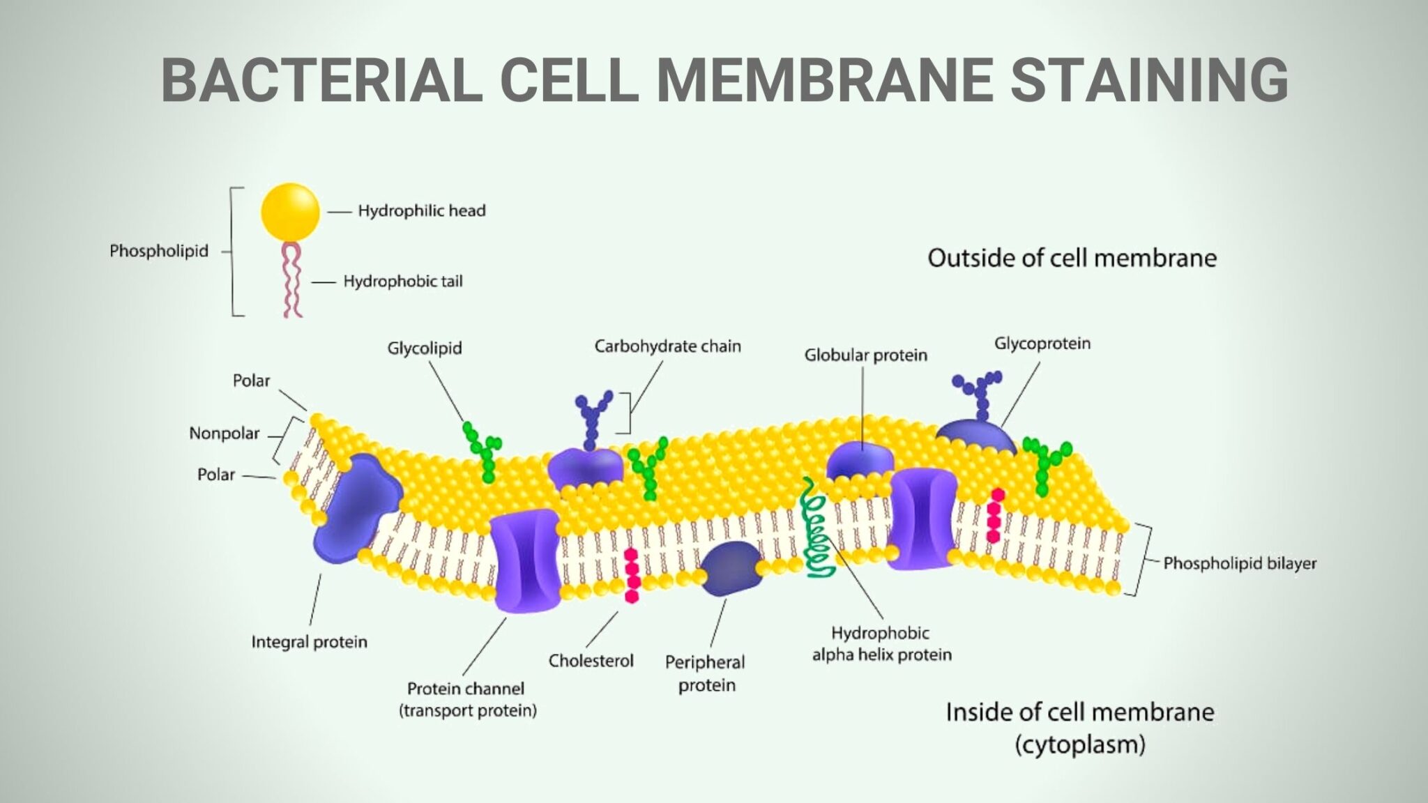 Silver Staining - Principle, Procedure, Applications - Biology Notes Online
