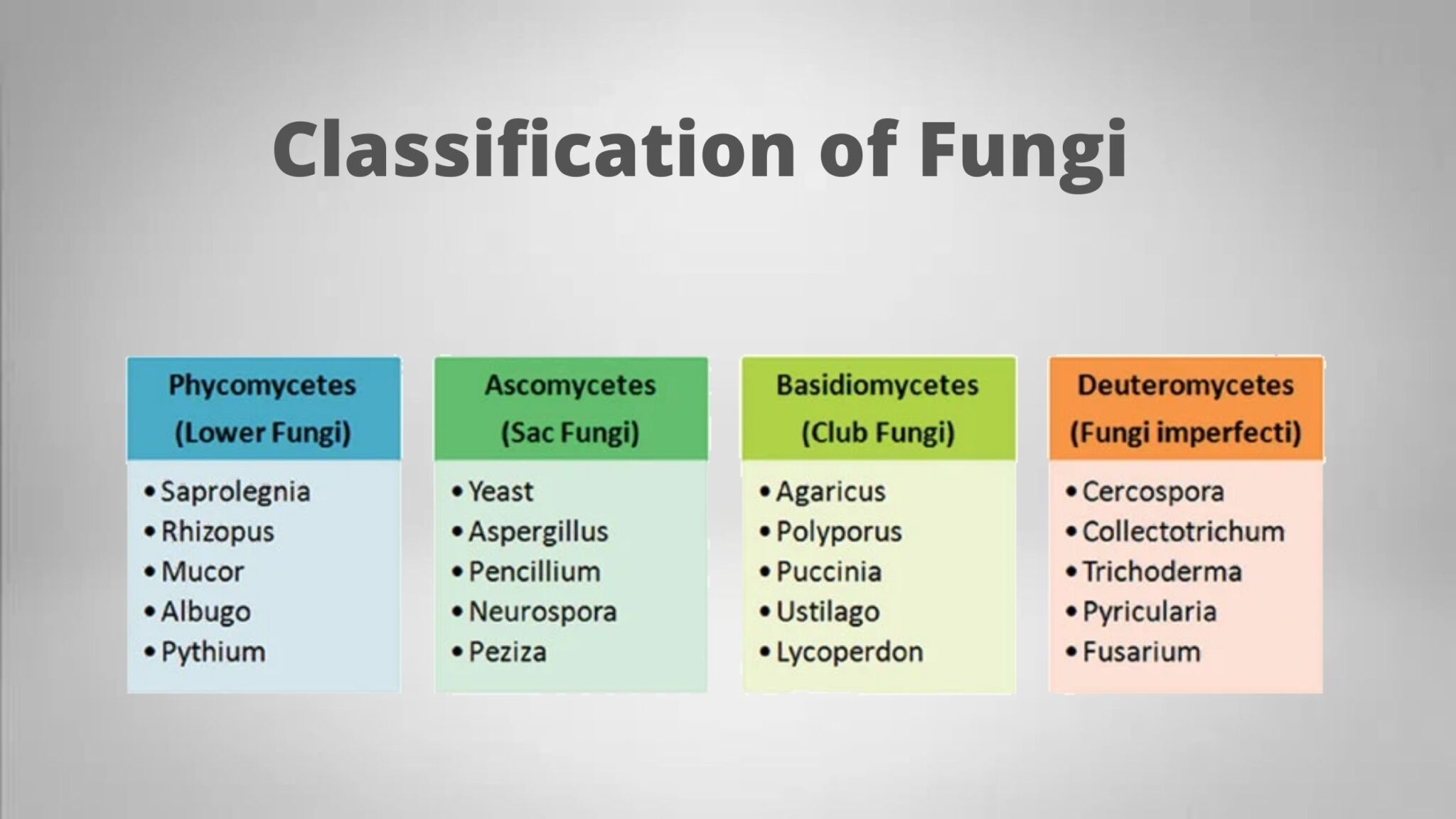 Fungi: Types of Fungi and Their Reproduction. - Biology Notes Online
