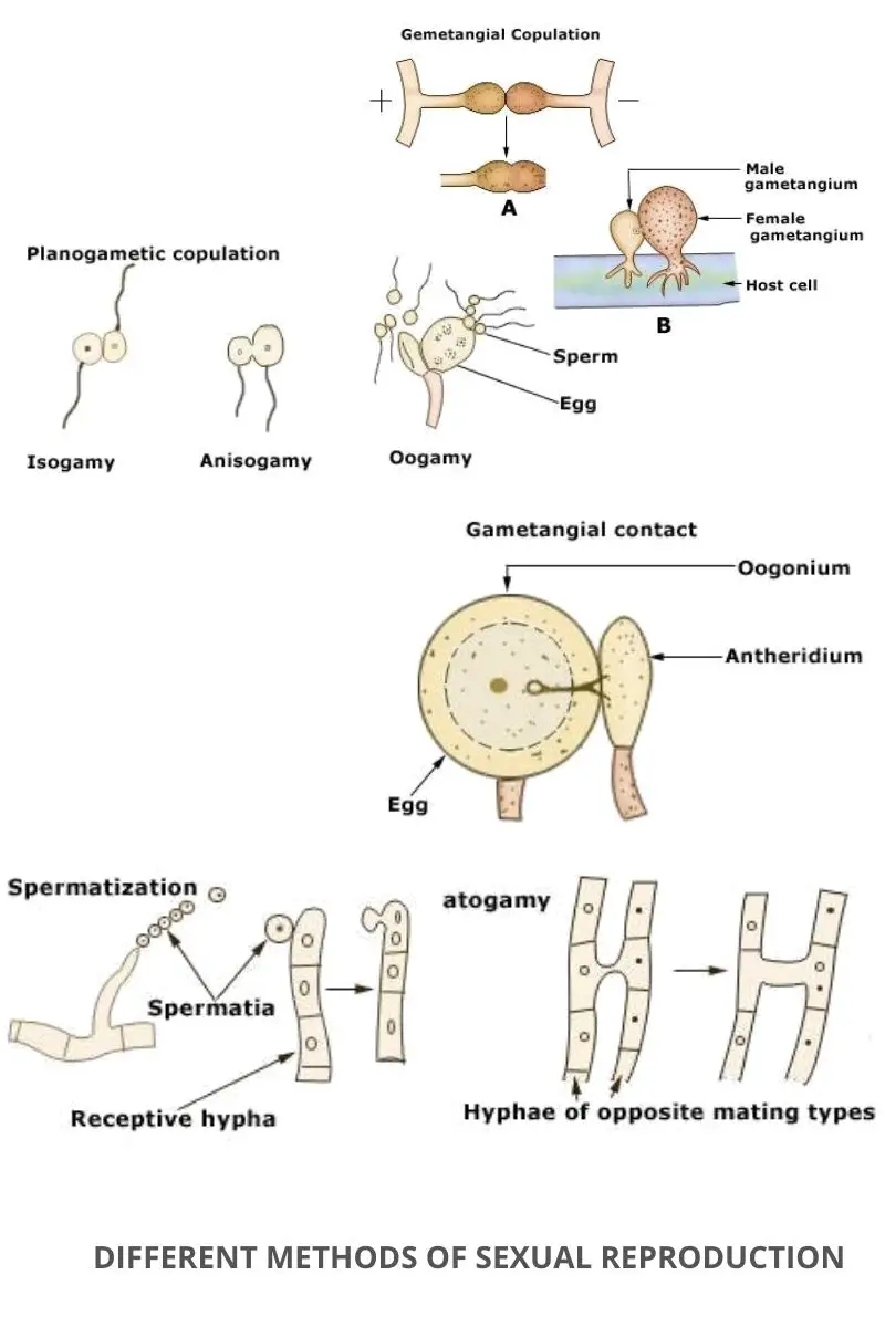 Reproductive Structures Of Fungi Fungi Structure And Reproduction