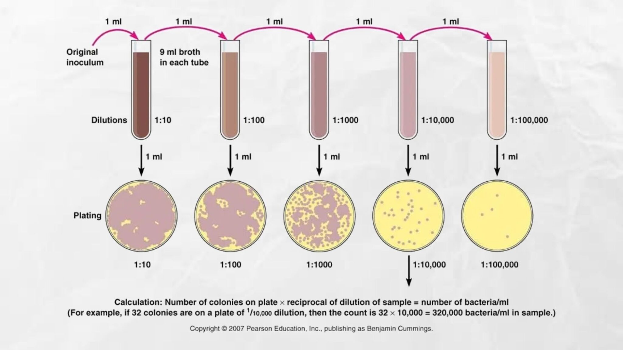 Pour Plate Method - Principle, Procedure, Objective, Result, Advantages ...