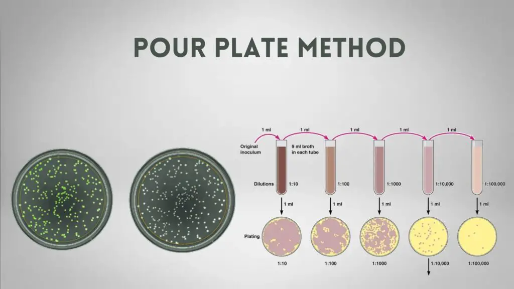 Pour Plate Method - Principle, Procedure, Objective, Result, Advantages ... Pour Plate Method - Principle, Procedure, Objective, Result, Advantages ...