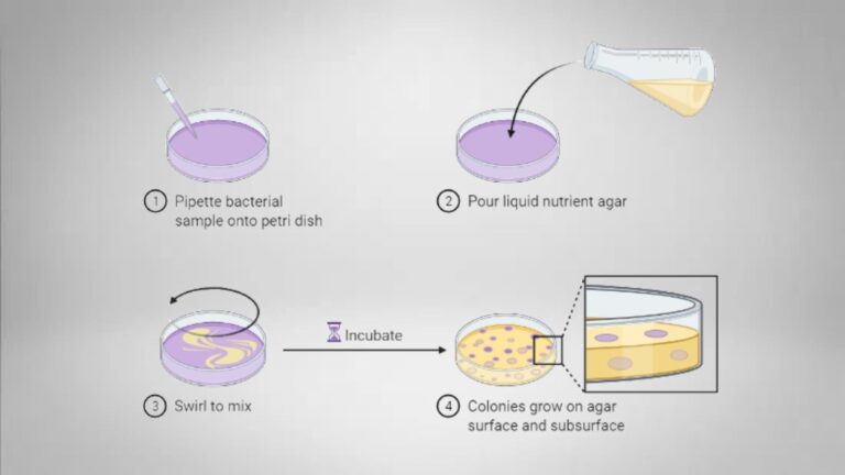 Pour Plate Method - Principle, Procedure, Objective, Result, Advantages ... Pour Plate Method - Principle, Procedure, Objective, Result, Advantages ...