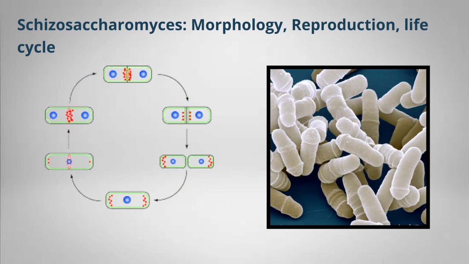 Reproduction of Fungi - Sexual, Asexual and Vegetative Reproduction ...