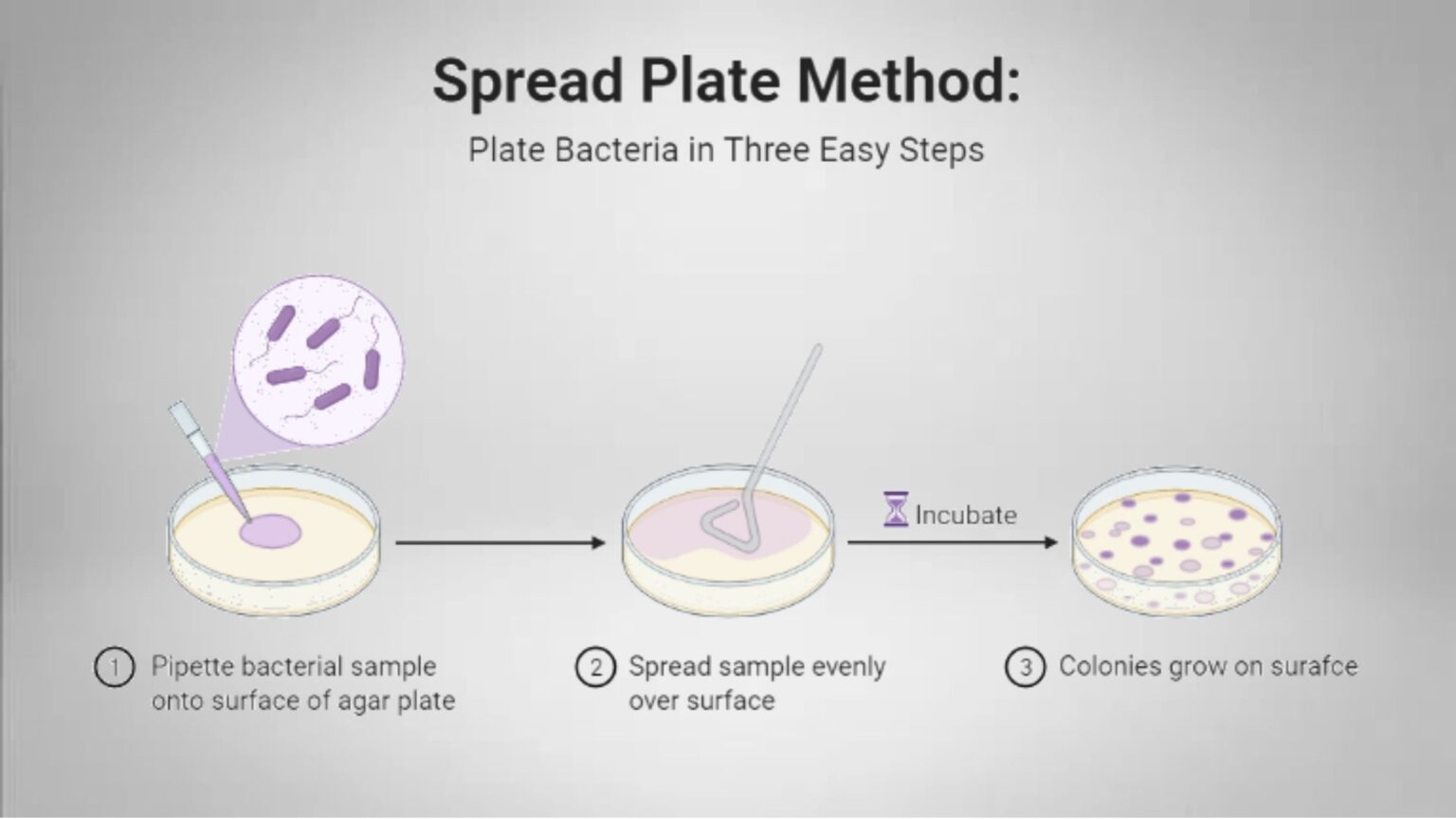 Spread plate method Procedure Principle Purpose Result