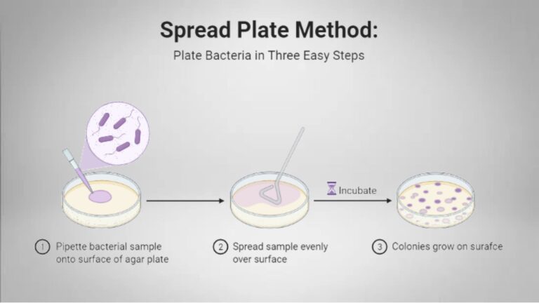 Spread‌ ‌Plate‌ ‌Method‌ - Procedure, Principle, Purpose, Result ...