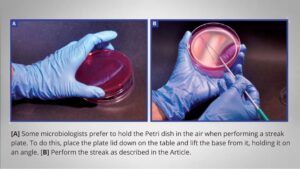 Streak Plate Method - Patterns, Procedure, Principle - Biology Notes Online