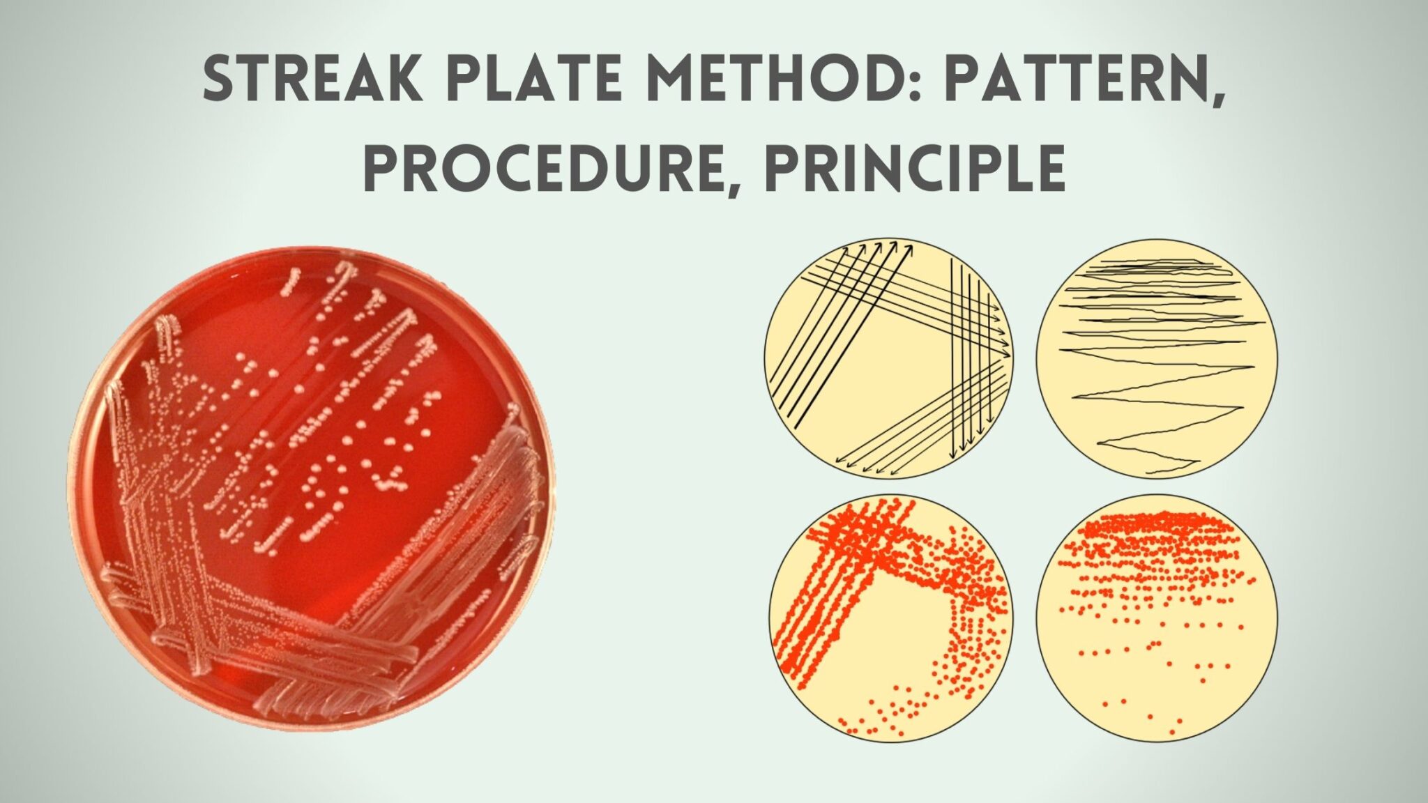 Subculturing Technique In Agar Slant/Agar Plate - Biology Notes Online