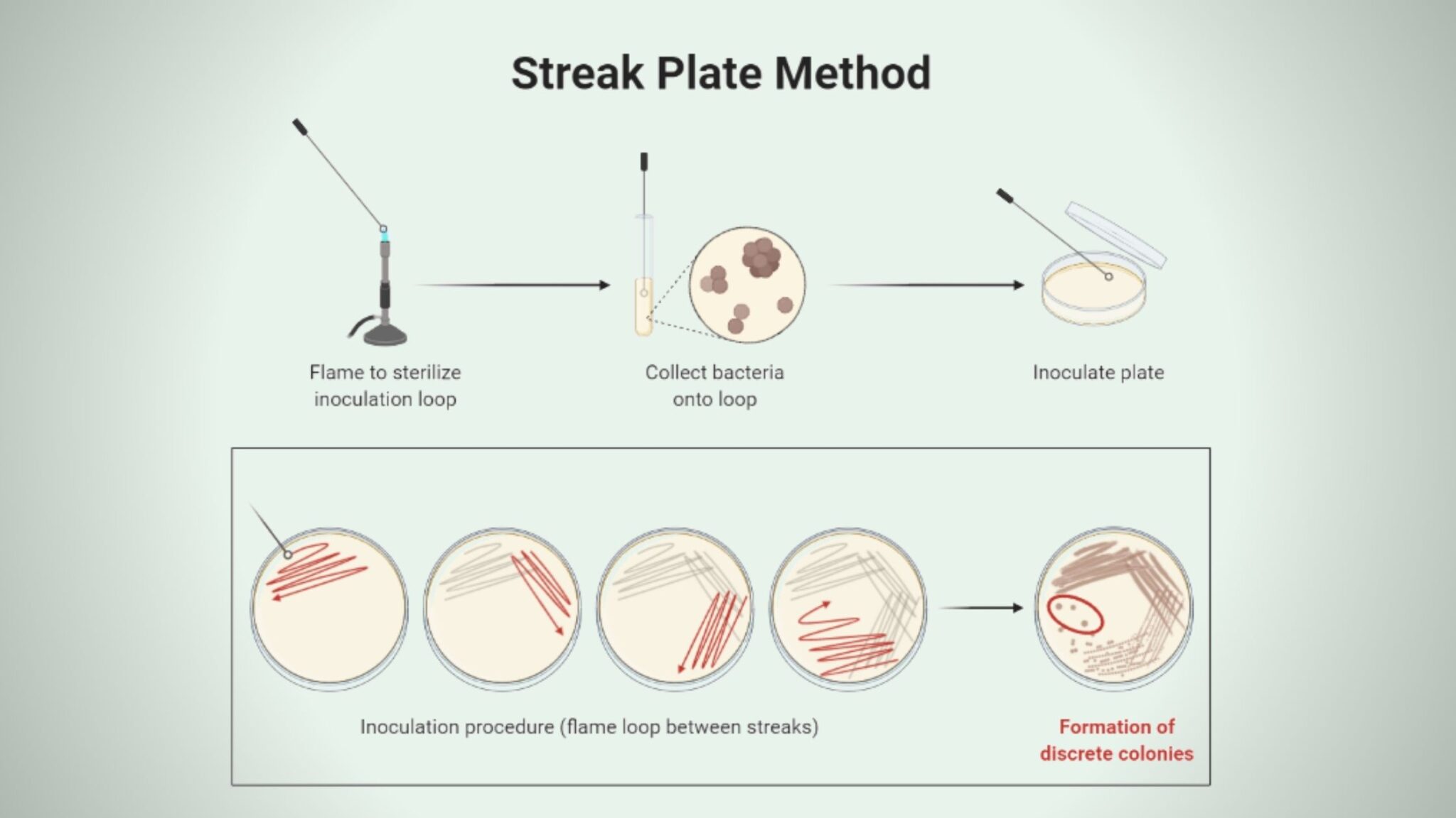 Streak Plate Method - Patterns, Procedure, Principle - Biology Notes Online