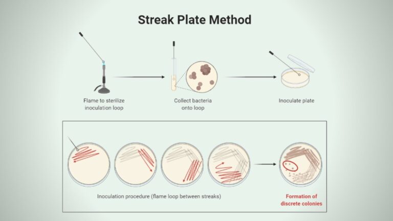 Streak Plate Method - Patterns, Procedure, Principle - Biology Notes Online Streak Plate Method - Patterns, Procedure, Principle - Biology Notes Online