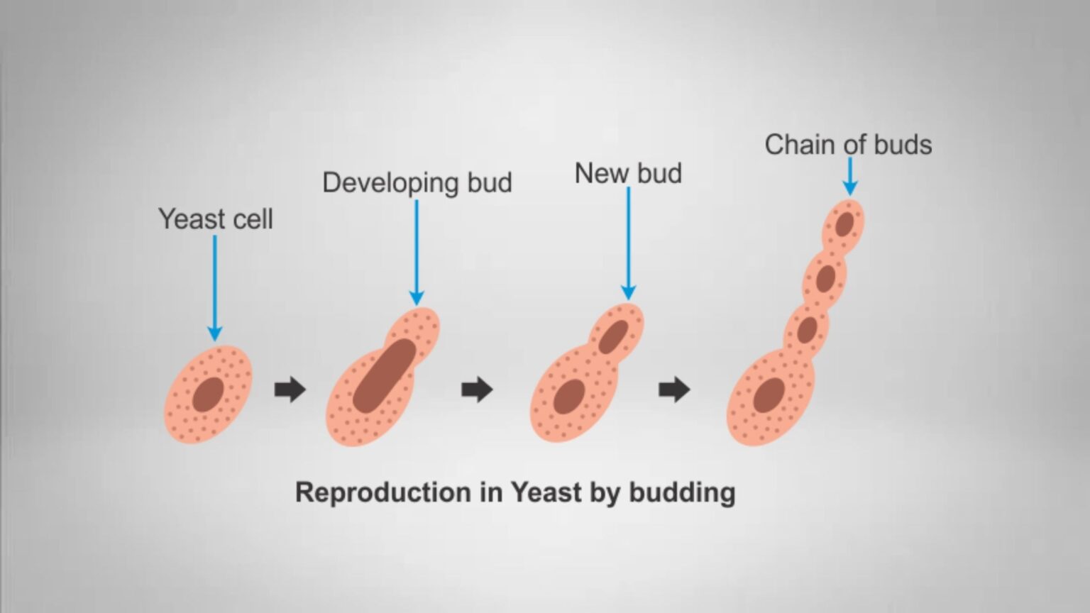 Reproduction of Fungi - Sexual, Asexual and Vegetative Reproduction ...