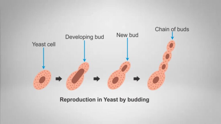 Reproduction of Fungi - Sexual, Asexual and Vegetative Reproduction ...