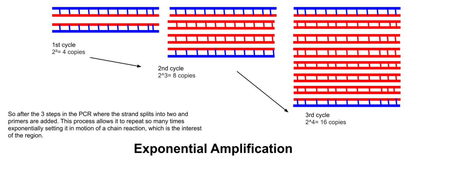 Polymerase Chain Reaction Pcr Definition Steps Principle Application Biology Notes Online