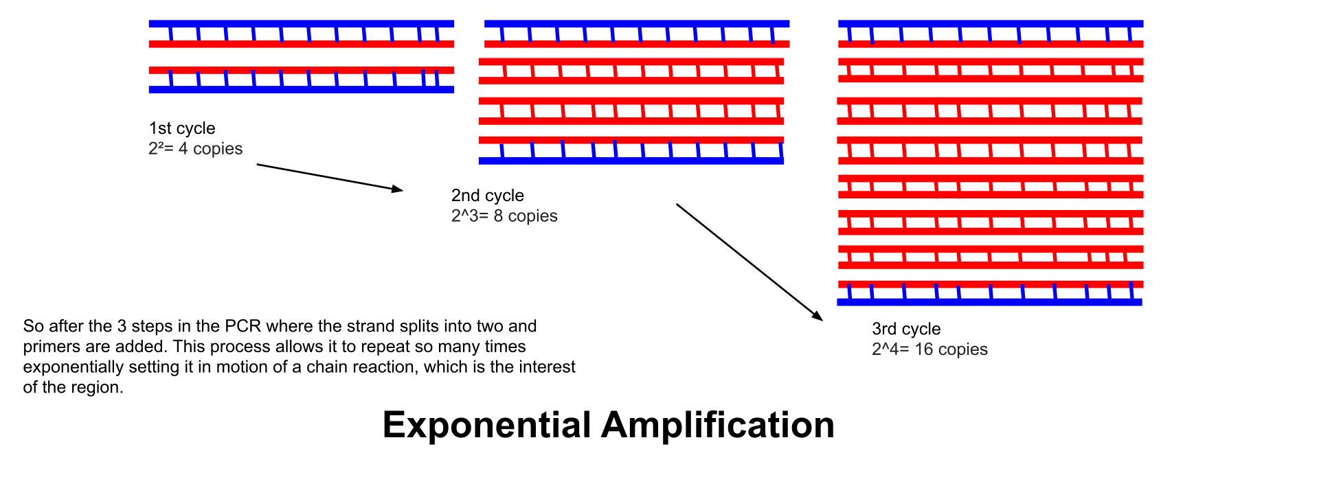 Polymerase Chain Reaction (PCR) - Definition, Steps, Principle ...