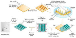 Southern Blot - Definition, Principle, Steps, Importance - Biology ...