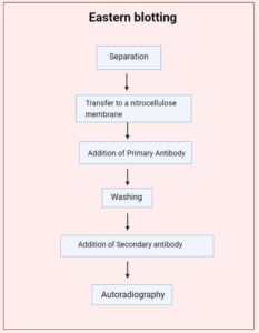 Eastern blot - Protocol, Principle, Application - Biology Notes Online