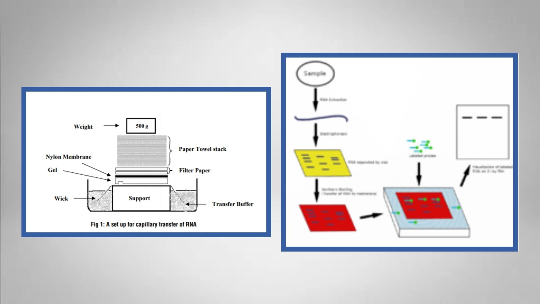 Blood Grouping Test - Principle, Procedure, Result - Biology Notes Online